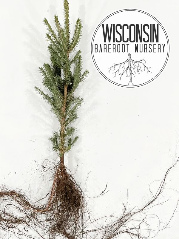 Wisconsin Trees - Quality Bare Root Trees for Sale